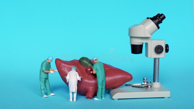 Miniature Medical Team Analyzing Human Liver with Microscope Stock ...