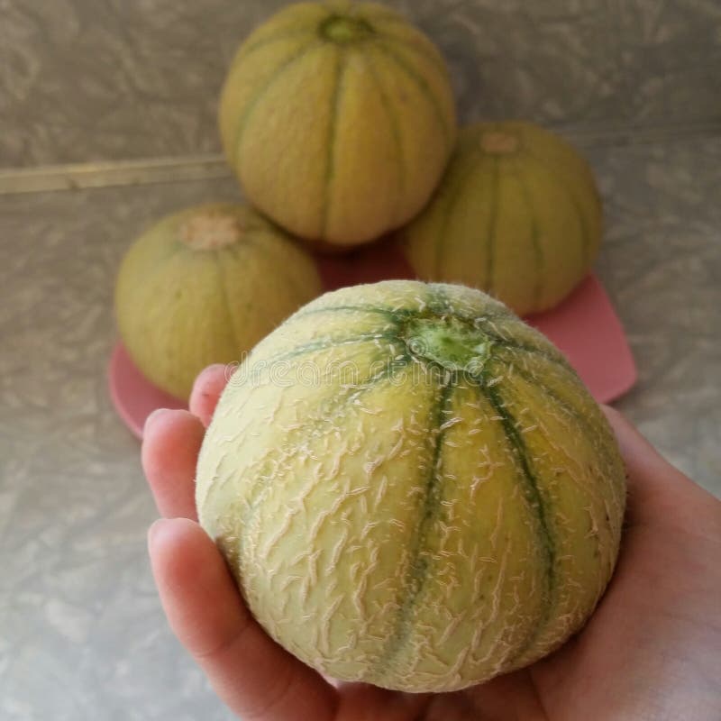 Melons stock photo. Image of hand, miniature, fresh - 132319744