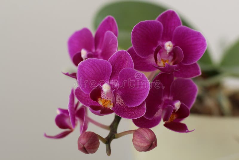 Miniature Moth Orchid Phalaenopsis Flower Close-up in Spring Stock ...
