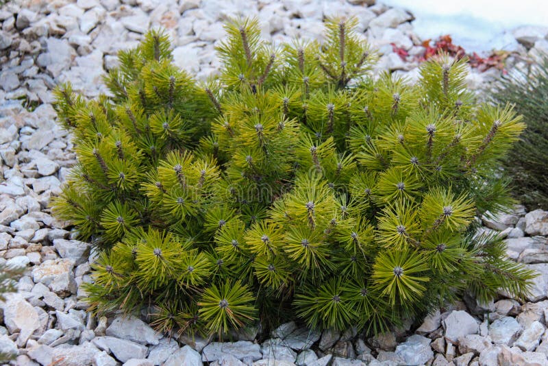 Miniature Ornamental Pine Tree Stock Image - Image of tree, pine: 48328631