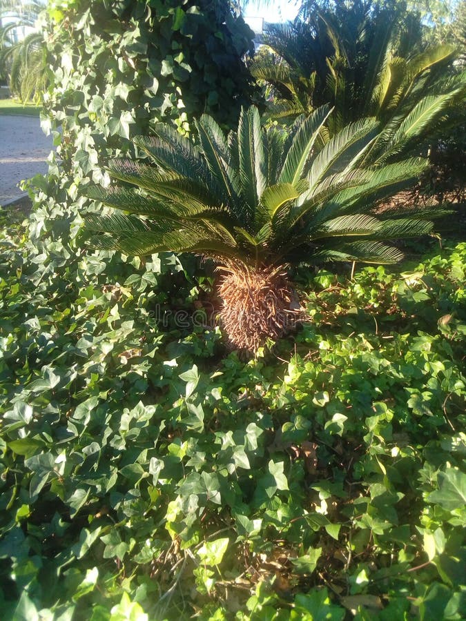 Miniature palm tree stock photo. Image of palm, tree - 103221388