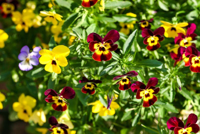 Maroon pansies stock image. Image of green, cultivate - 31524875