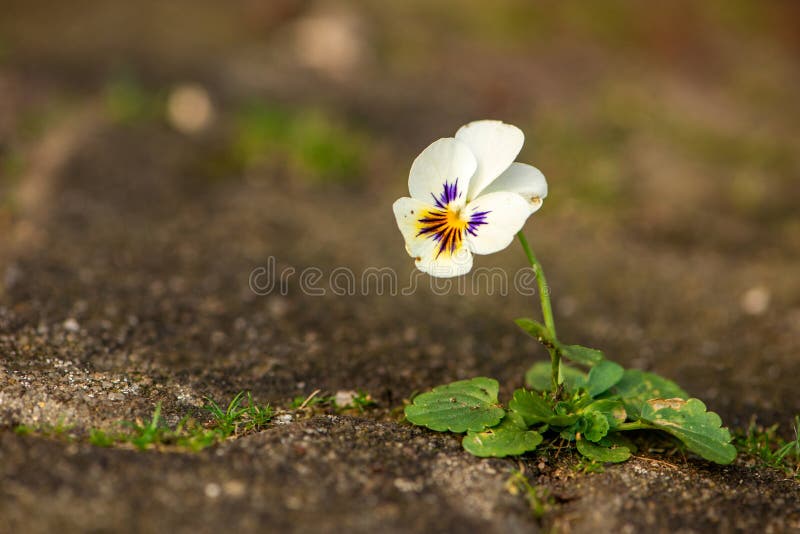 Miniature pansy in a fugue stock image. Image of garden - 293632025