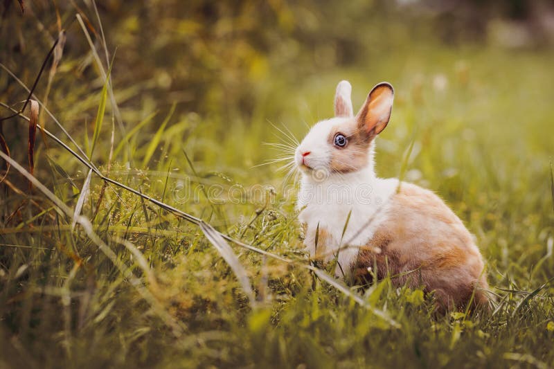 Miniature Pet Rabbit Exploring the Garden Stock Photo - Image of ...