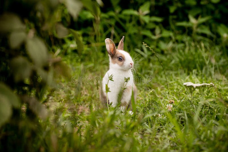 Miniature Pet Rabbit Exploring the Garden Stock Photo - Image of ...
