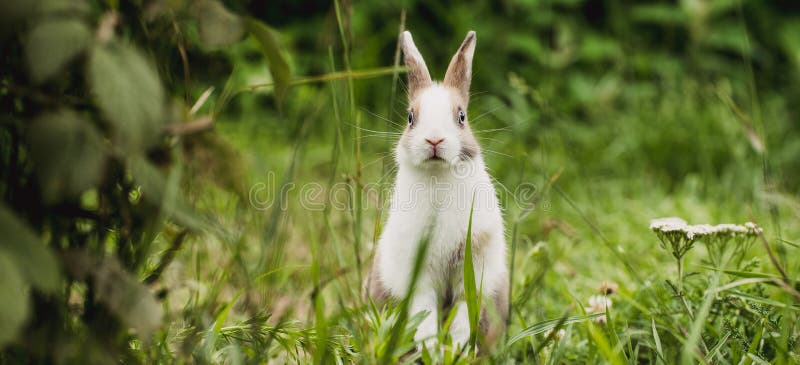 Miniature Pet Rabbit Exploring the Garden Stock Photo - Image of grass ...