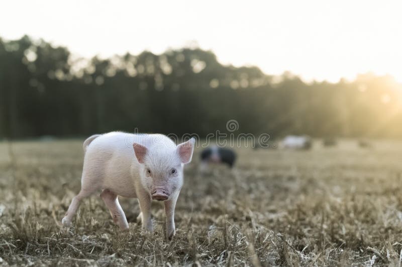 Miniature pig in farm stock image. Image of farmer, walking - 309298697