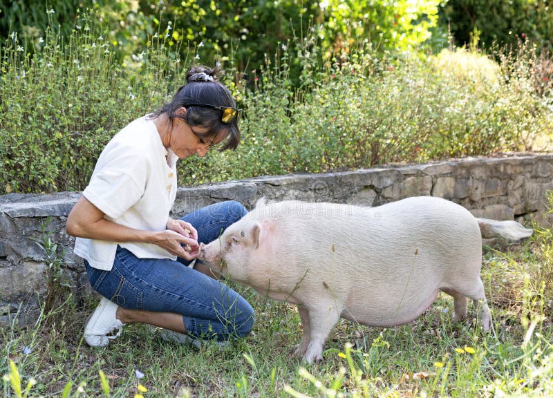 Miniature Pig and Farmer in Garden Stock Image - Image of young ...