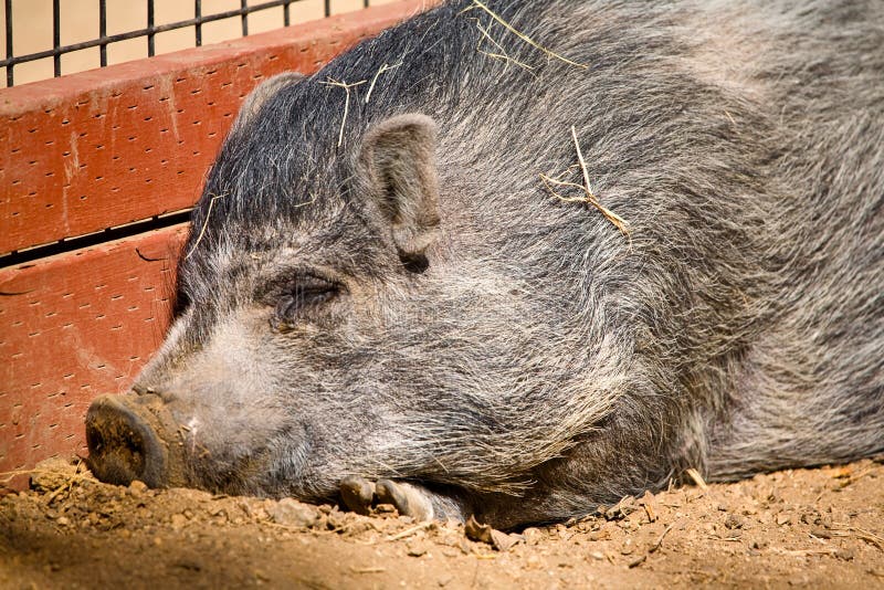 Miniature Pig Snoozing in the Sun Stock Image - Image of asleep ...