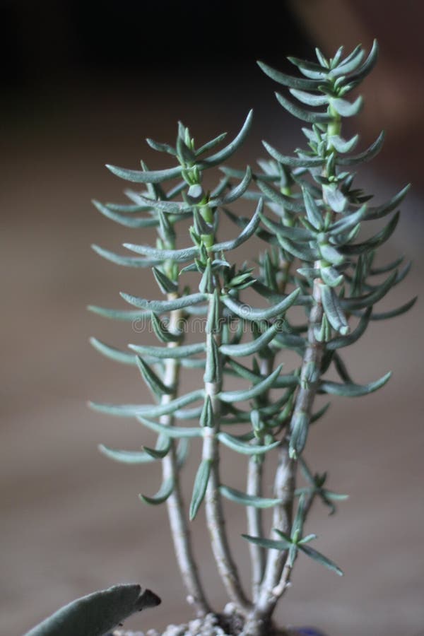 Mini jade pine 0998 stock image. Image of beauty, environment - 196646539