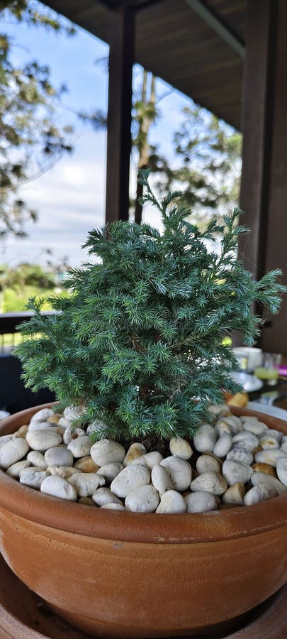 A Miniature Pine Tree Planted in a Pot Stock Image - Image of ...