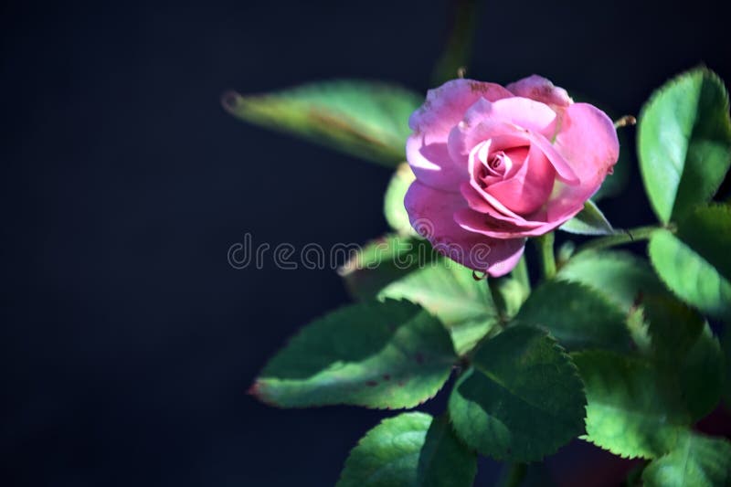 Miniature pink rose stock photo. Image of green, fresh - 260575580