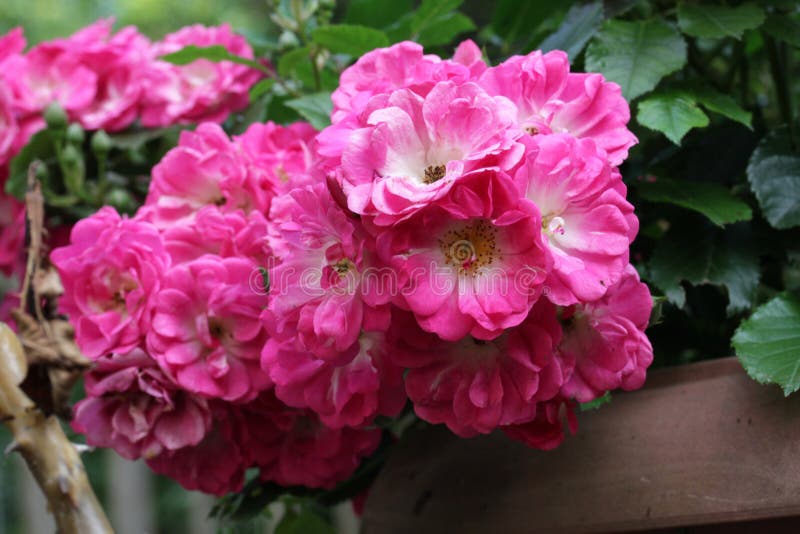 Miniature pink roses stock image. Image of green, rose - 77351903