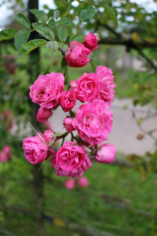 Miniature Pink Roses stock photo. Image of blooming - 170610130
