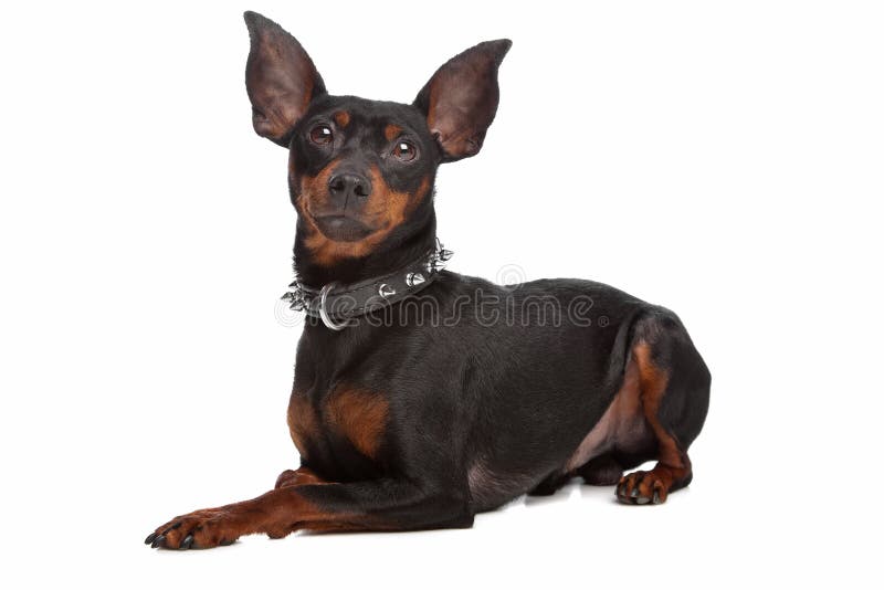 Miniature Pinscher and a Mixed Breed Lab Stock Photo - Image of ...