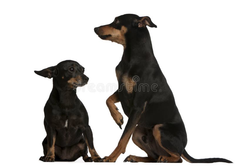 Two Miniature Pinschers stock image. Image of canine - 12973037