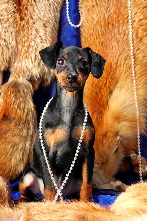 Miniature Pinscher stock photo. Image of looking, female - 23108540