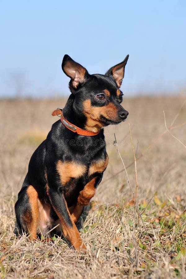 Miniature pinscher stock photo. Image of jumping, cute - 23971190