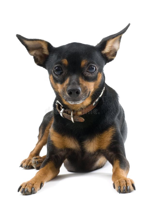 Miniature pinscher stock photo. Image of cute, little - 26036406