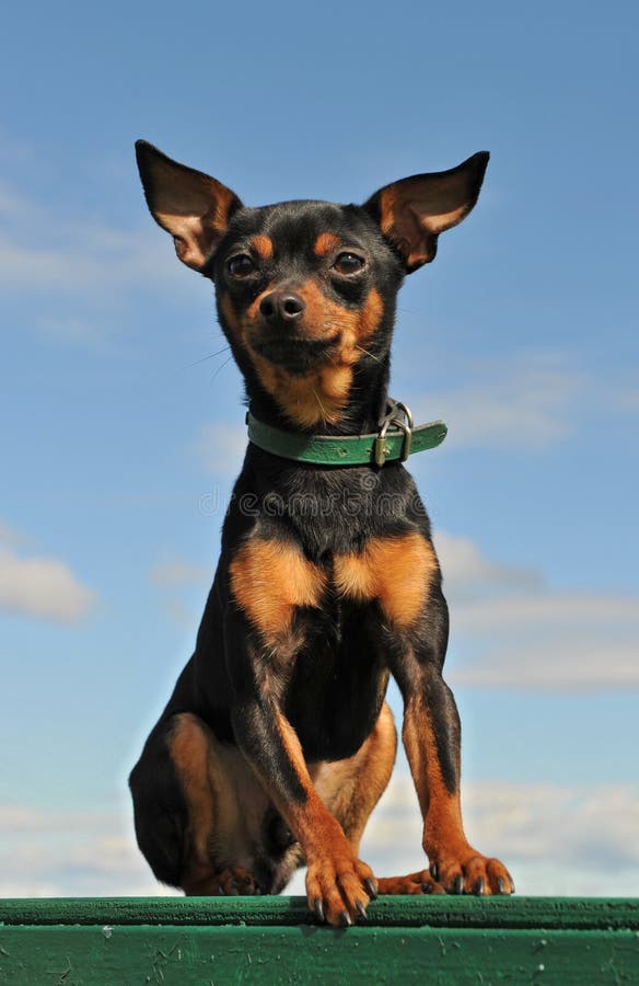 Miniature pinscher stock photo. Image of animal, pedigree - 35601514