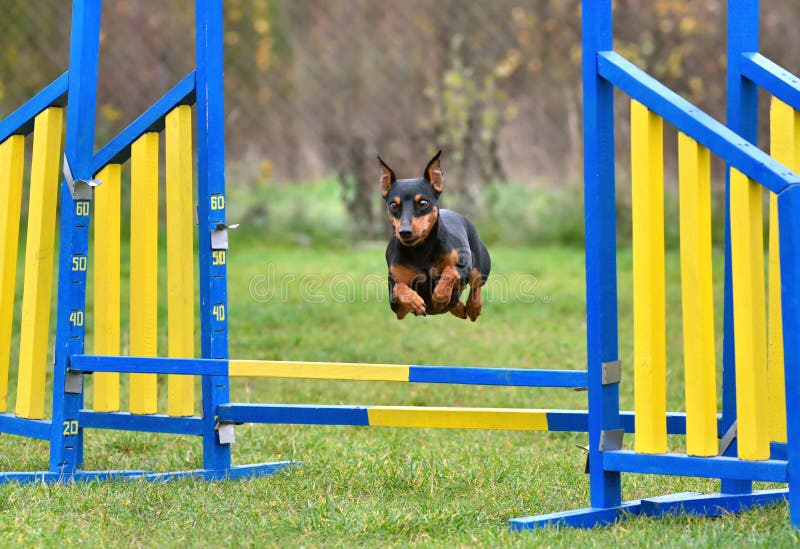 Miniature Pinscher on Agility Training Stock Image - Image of agility ...