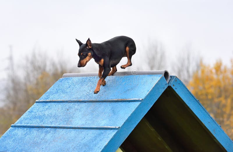 Miniature Pinscher on Agility Training Stock Image - Image of flying ...