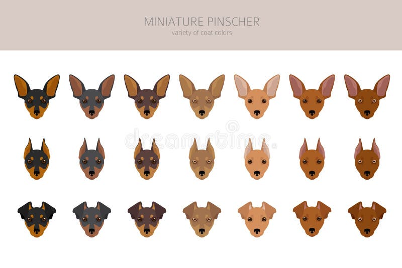 Miniature Pinscher Clipart. Different Poses, Coat Colors Set Stock ...