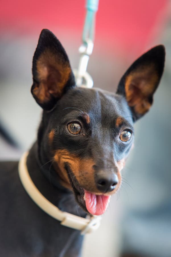 Miniature pinscher dog stock image. Image of pedigree - 101958131