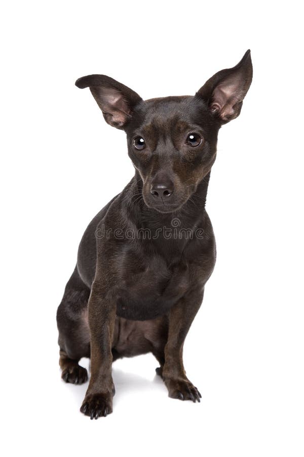 Miniature Pinscher and a Mixed Breed Lab Stock Photo - Image of ...