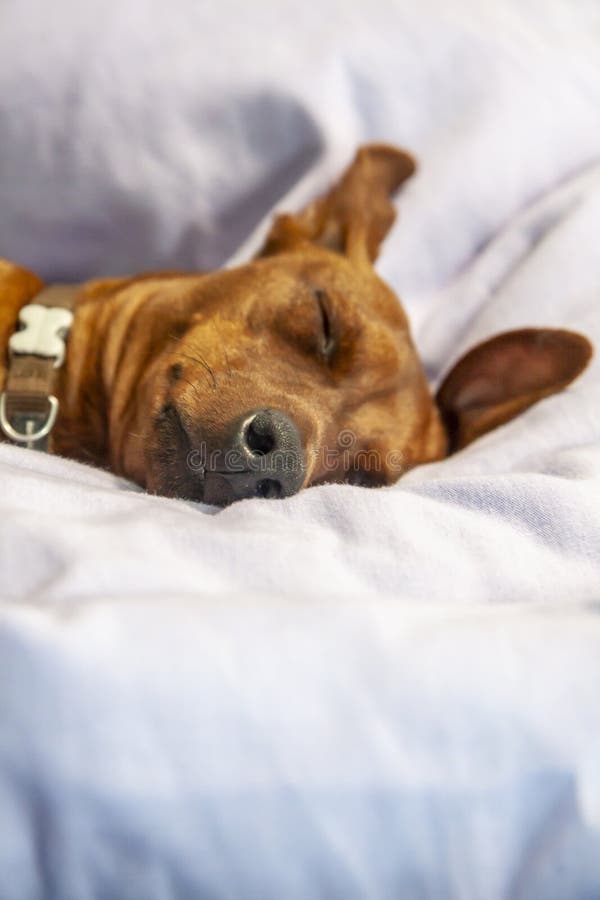 Miniature Pinscher Dog Sleeping on a Carpet Stock Image - Image of ...