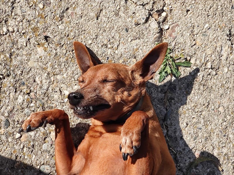 Miniature Pinscher Dog, Smiling Stock Photo - Image of mammal, smiling ...
