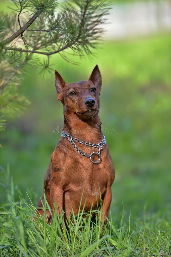 The Miniature Pinscher stock photo. Image of canine, indoor - 93848798