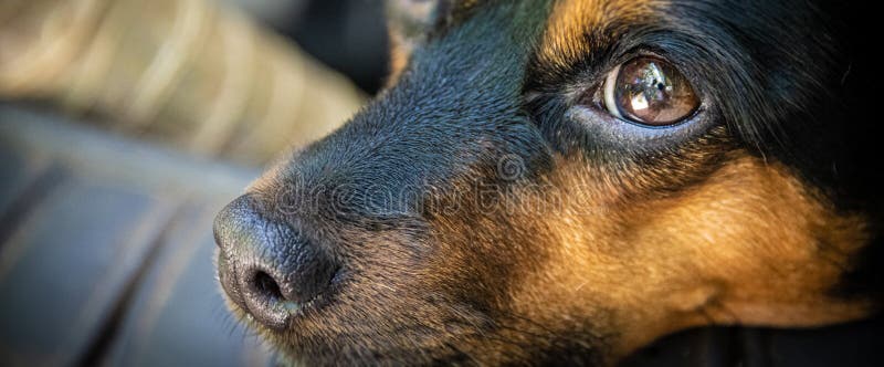 Miniature Pinscher Face stock image. Image of small - 188692759
