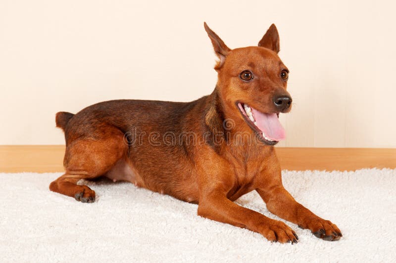 Miniature Pinscher in the Interior Stock Image - Image of miniature ...