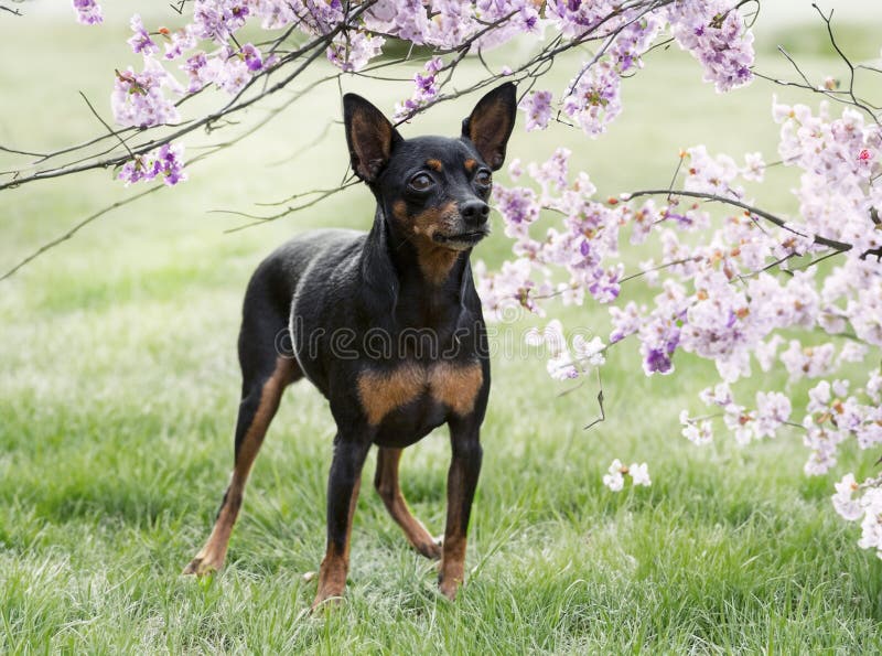 Miniature Pinscher in Nature Stock Image - Image of flower, pinsher ...