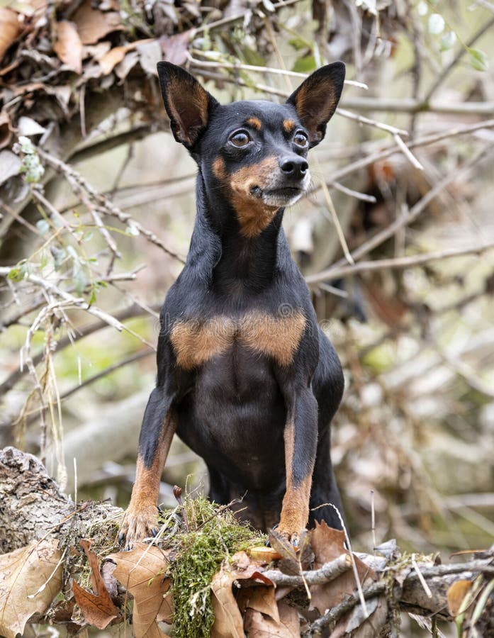 Miniature pinscher stock photo. Image of animal, white - 35867380