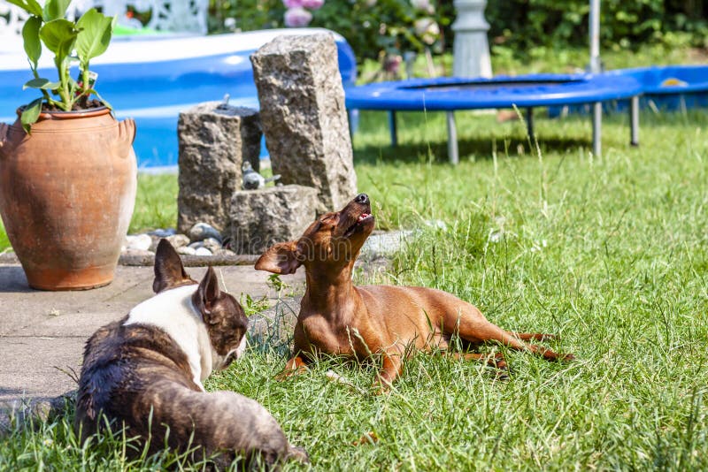 Miniature Pinscher Playing with Pug Dog on the Green Stock Image ...