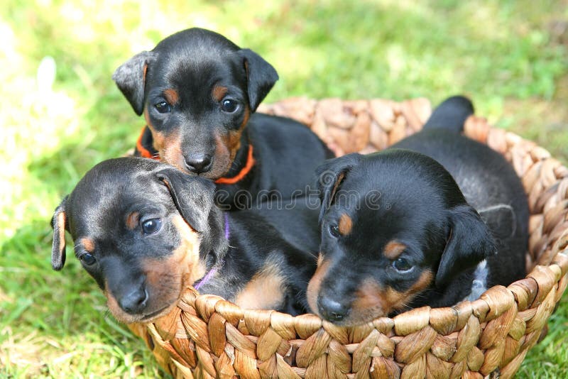 Spring Puppies stock photo. Image of pets, watching, floral - 4893082