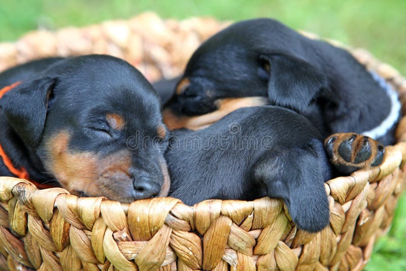 Spring Puppies stock image. Image of cute, spring, lovable - 4893227