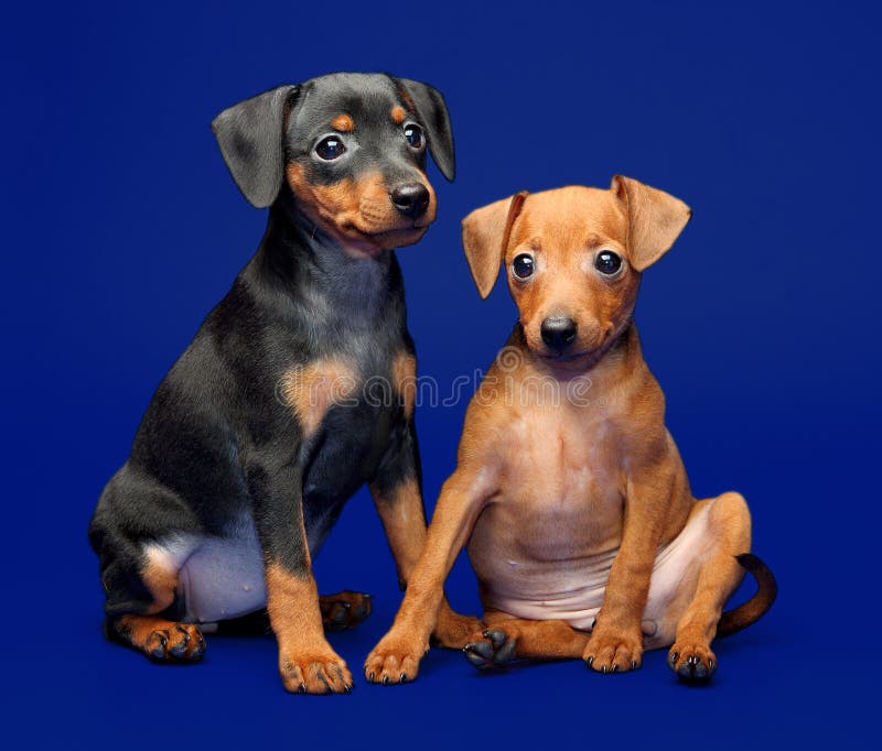 Miniature Pinscher puppies stock photo. Image of doggy - 28658514