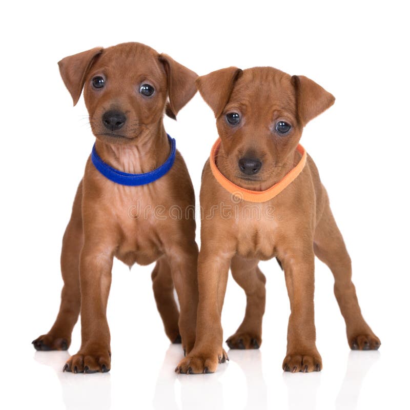 Red Miniature Pinscher Puppies Stock Photos - Free & Royalty-Free Stock ...