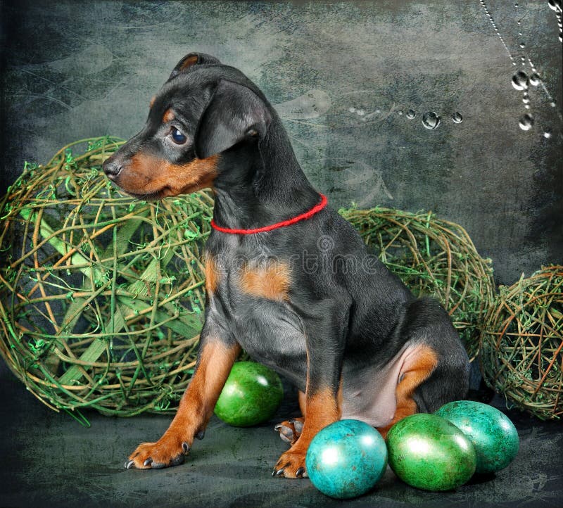Black Doberman Pinscher Easter Eggs Stock Photos - Free & Royalty-Free ...