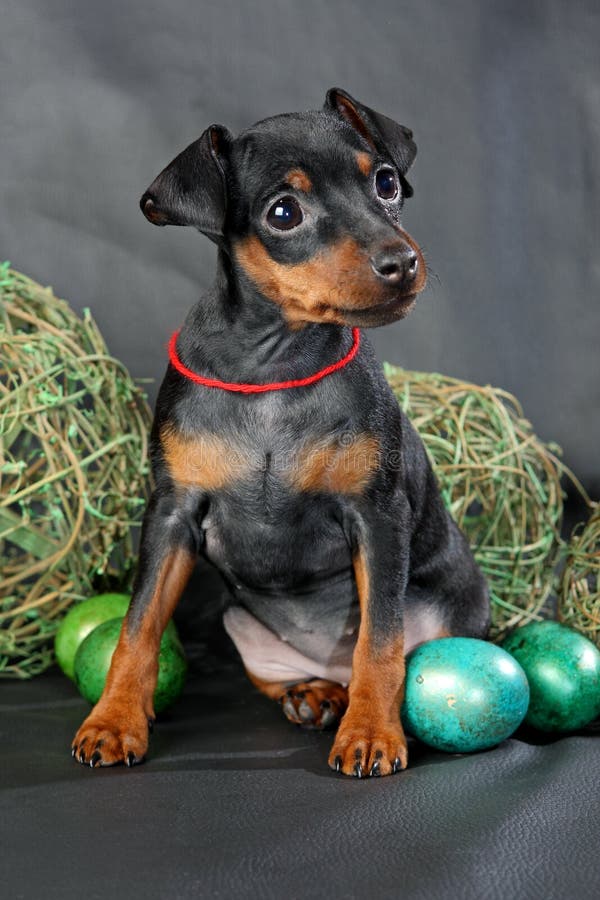 Easter Newfoundland Puppy stock photo. Image of grass - 51500422