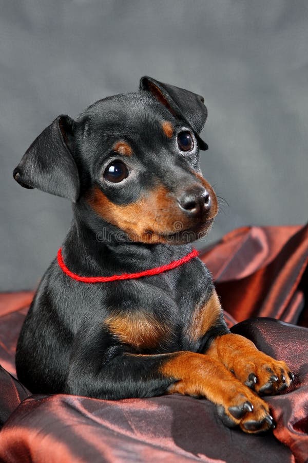 Miniature Pinscher Puppy stock photo. Image of miniature - 24284166