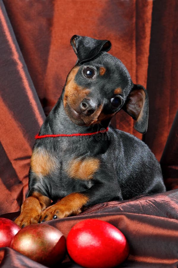 Miniature Pinscher Puppy stock image. Image of domestic - 24284171
