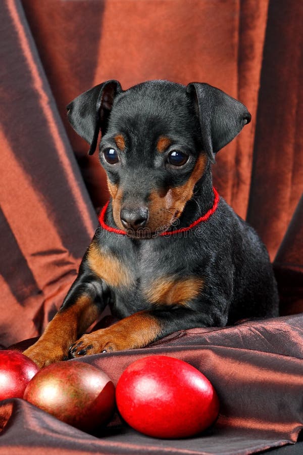 Miniature Pinscher Puppy stock photo. Image of little - 24284176