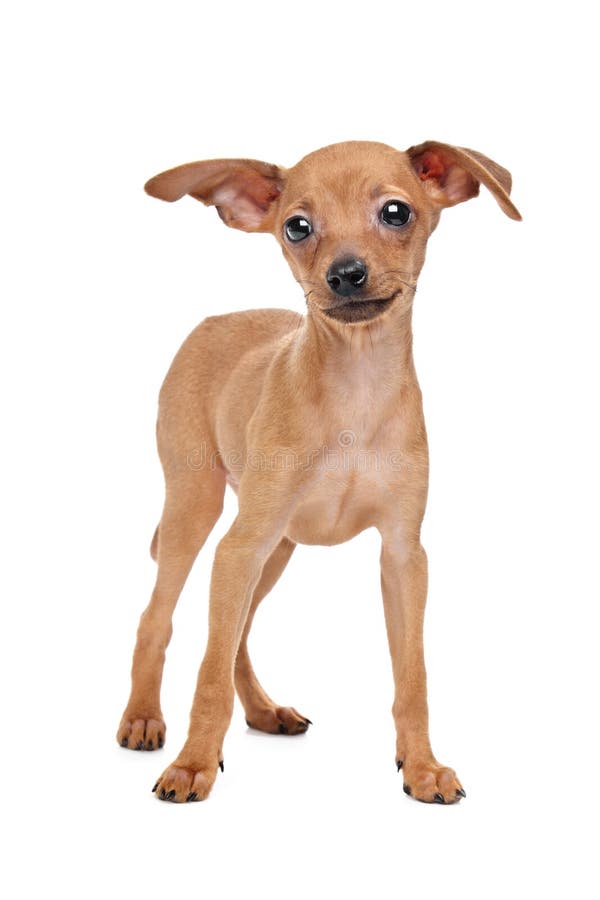 Miniature Pinscher and a Mixed Breed Lab Stock Photo - Image of ...