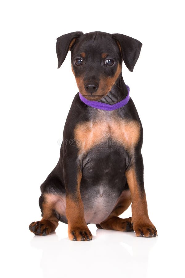 Miniature Pinscher Puppy on White Stock Photo - Image of puppy ...