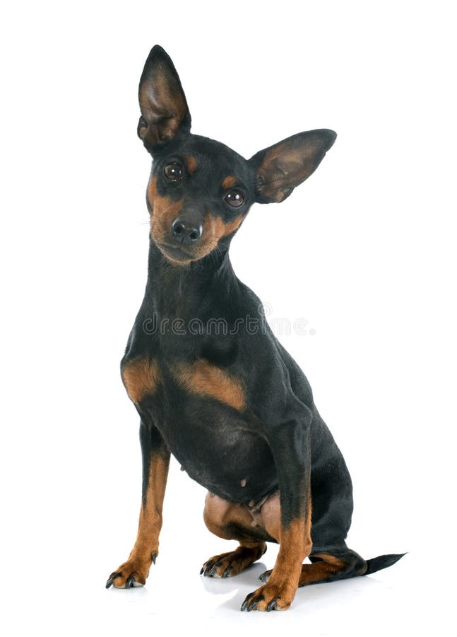 Miniature pinscher stock photo. Image of animal, white - 35867380