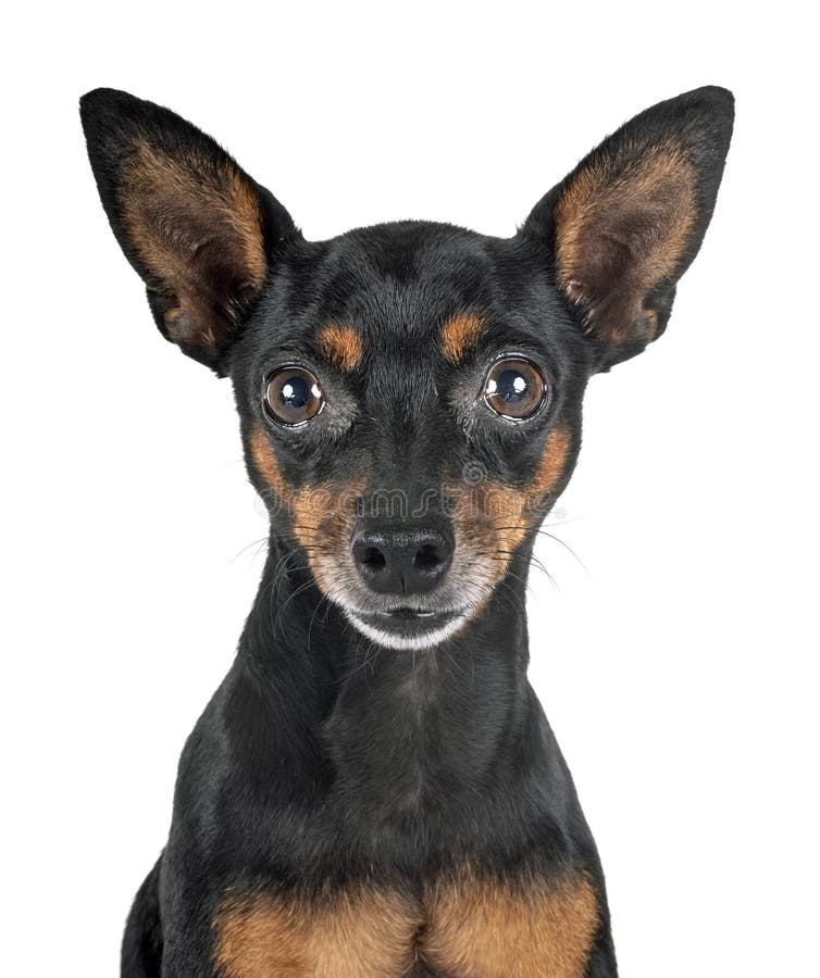 Miniature pinscher stock photo. Image of animal, white - 35867380